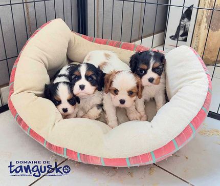 Domaine de Tangusko - Chien Finnois de Laponie - Cavalier King Charles