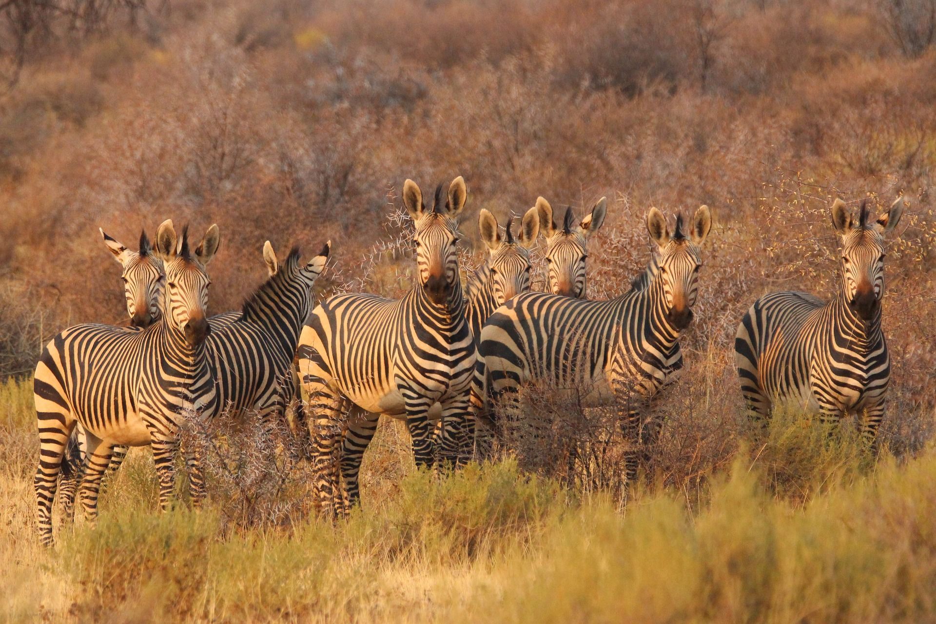 When to Go on Safari: The Ultimate Wildlife Viewing Calendar