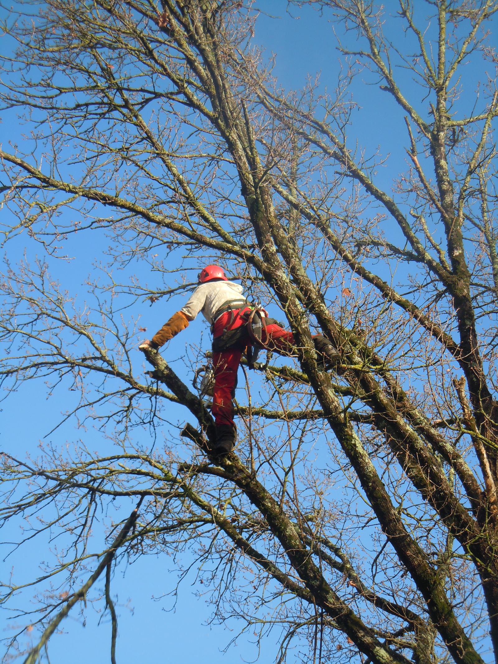 Élagage, Abattage, broyage... en Vendée, "D'un arbre à l'autre"