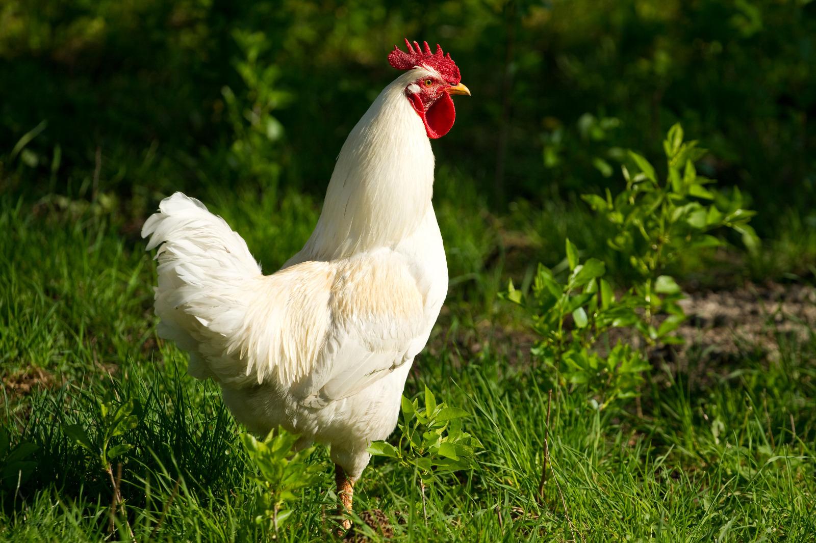 Découvrez les volailles avec la société SCEA Cornut en Savoie