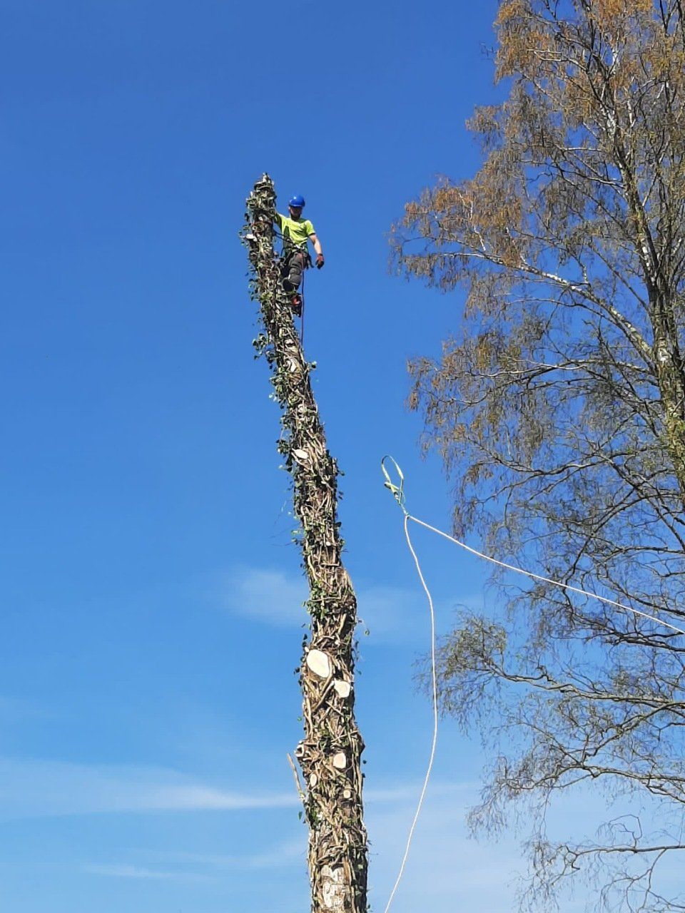 Stronkx Boomvellingen Lokeren - Vellen van bomen en struiken
