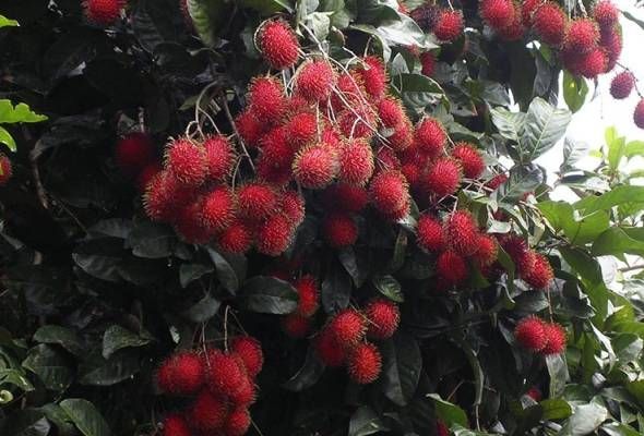 Malaysian Fruits To Try