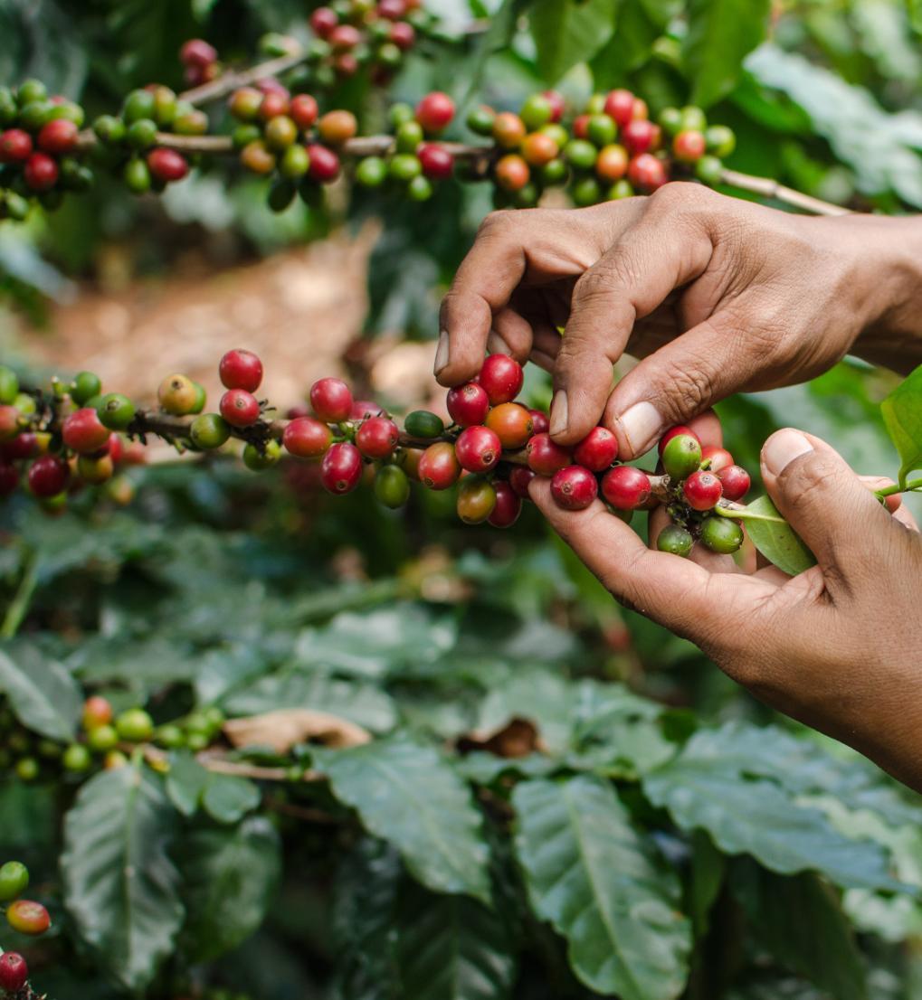 Récolte et préparation du grain de café avant la torréfaction