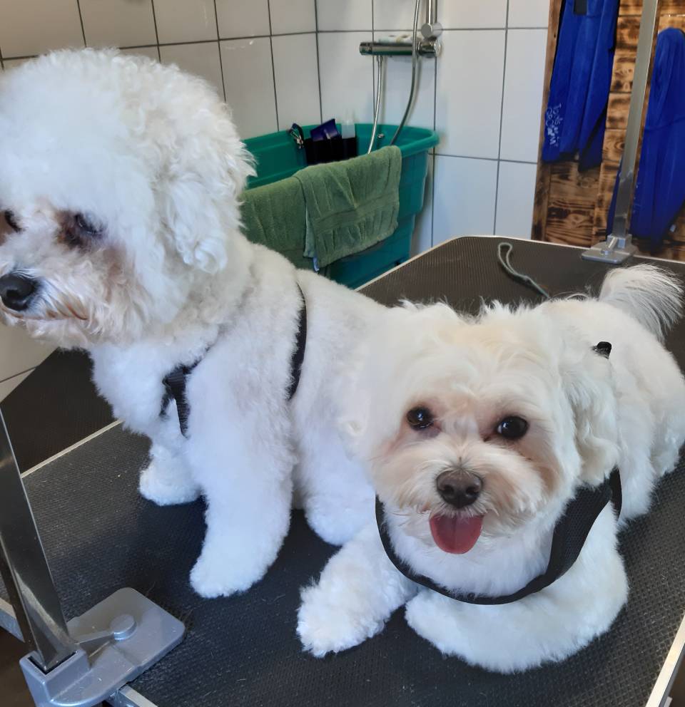 Doodle Palace | Honden trimmen in Heist op den Berg