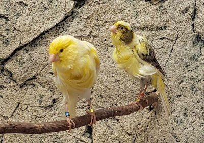 Akvaariot, matelijat, jyrsijät, linnut | Porin akvaariokeskus | Pori