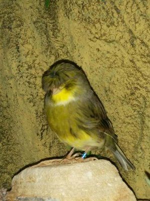 Akvaariot, matelijat, jyrsijät, linnut | Porin akvaariokeskus | Pori