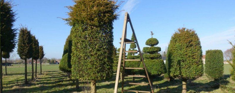 Topiaires d'ifs : des arbres sculptés dans votre pépinière à Lille