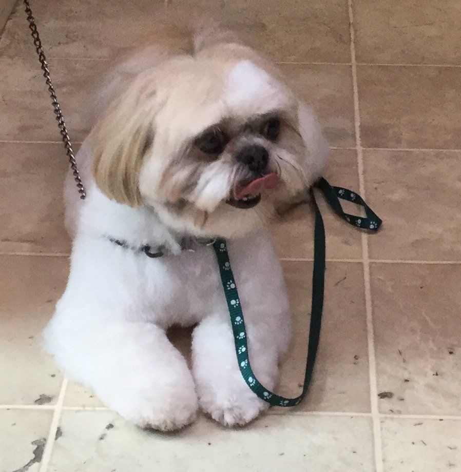 Salon de toilettage pour petits et moyens chiens à Pont-l'Abbé