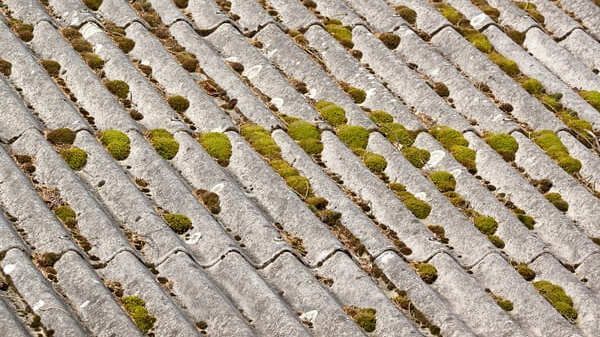 Entreprise de désinsectisation à Rennes - HYNERA Environnement